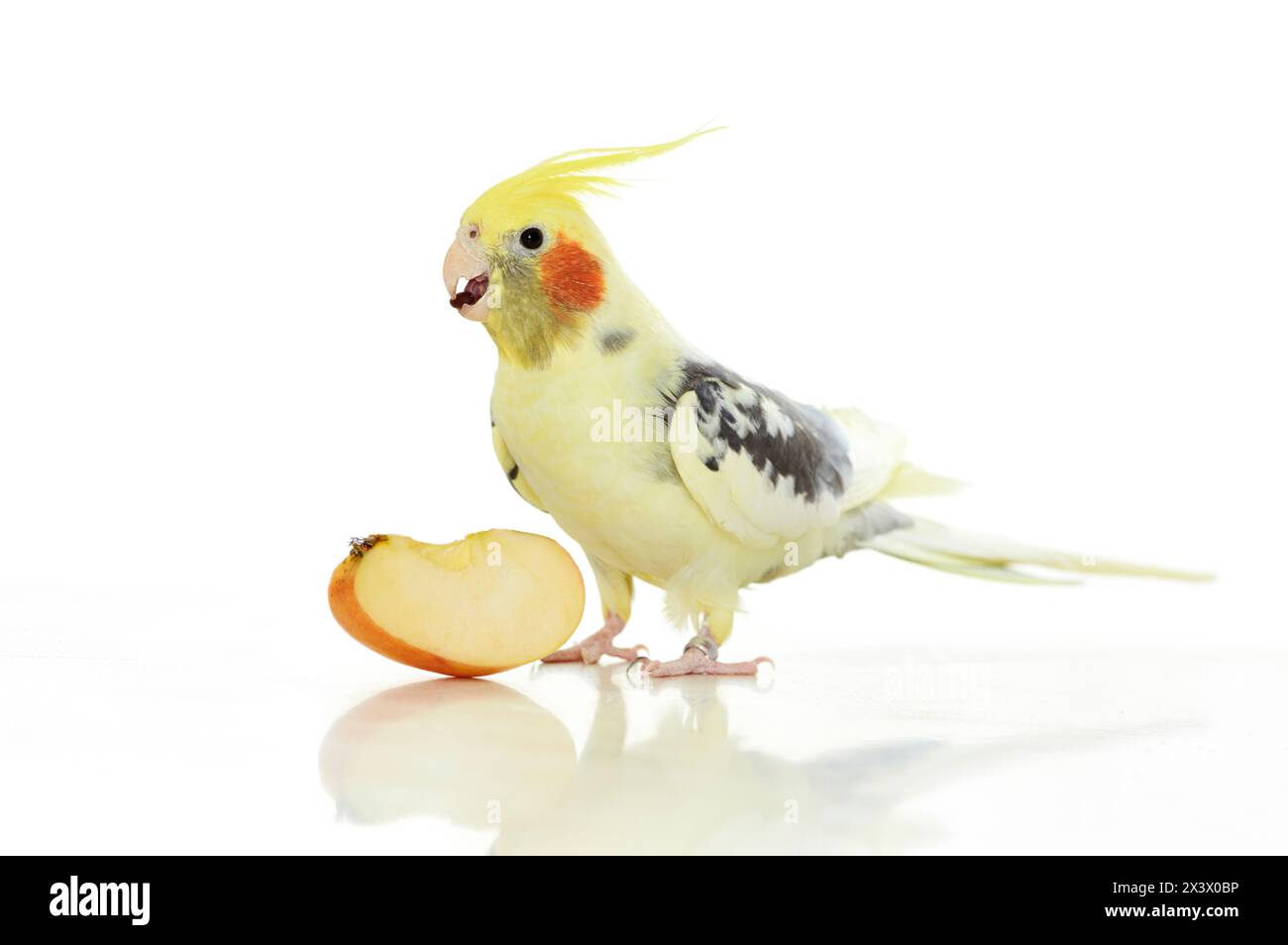 Cockatiel (Nymphicus hollandicus). Adult standing while eating an apple ...
