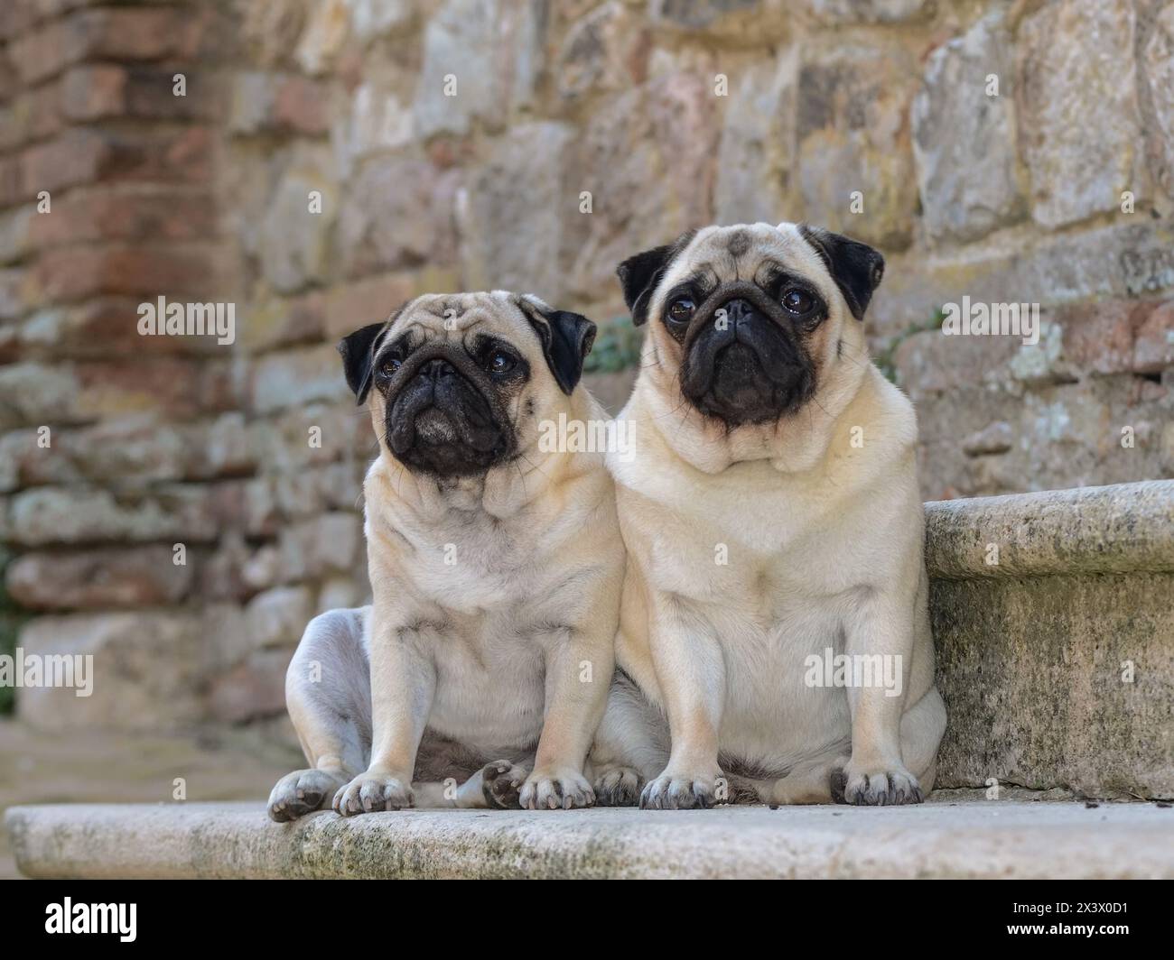 Portrait of two nice pug dogs in outdoors Stock Photo - Alamy