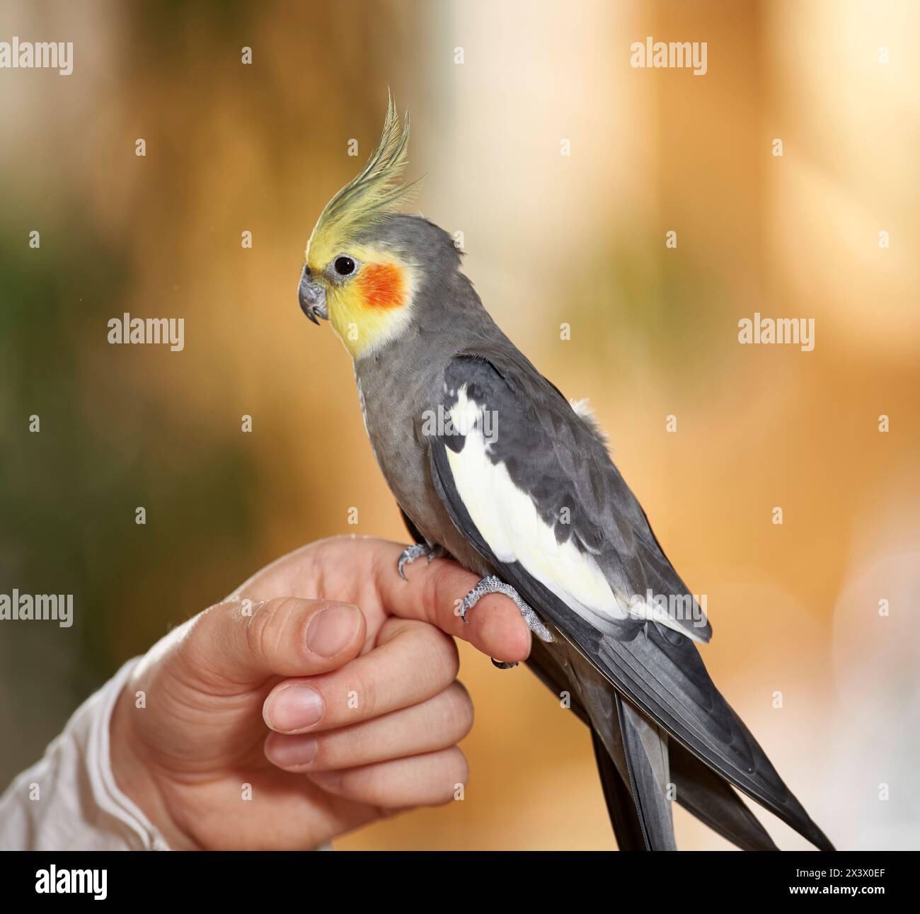 Cockatiel on hand hi-res stock photography and images - Alamy