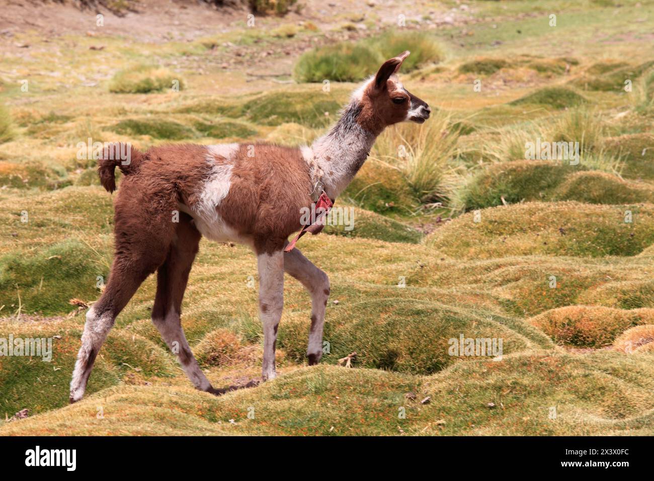 Andes flora hi-res stock photography and images - Alamy