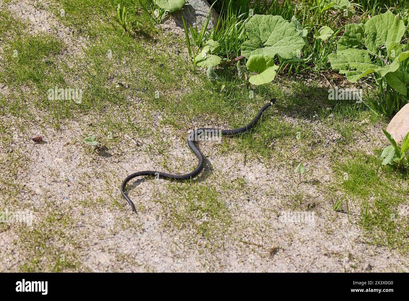 Grass snake (Natrix natrix), University of Copenhagen Botanical Garden ...