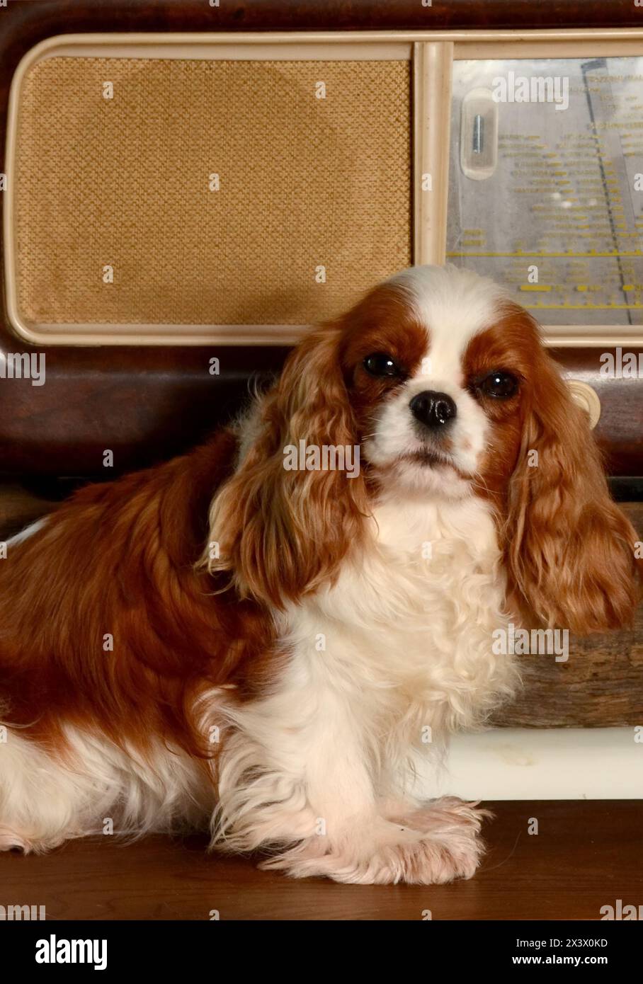Portrait of a Cavalier King Charles dog near an ancient radio Stock ...