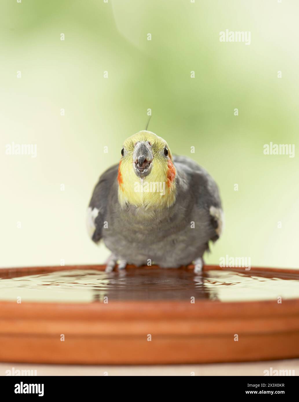 Cockatiel (Nymphicus hollandicus). Adult male drinking water from a ...