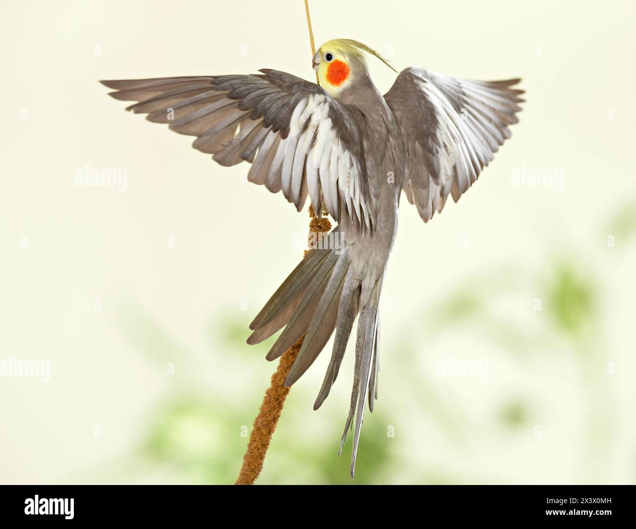 Cockatiel. Adult on millet spray. Germany Stock Photo - Alamy
