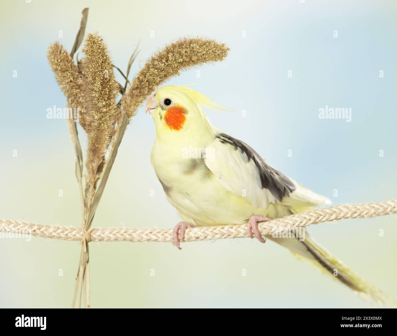 Cockatiel (Nymphicus hollandicus).. Adult perched on a rope while ...