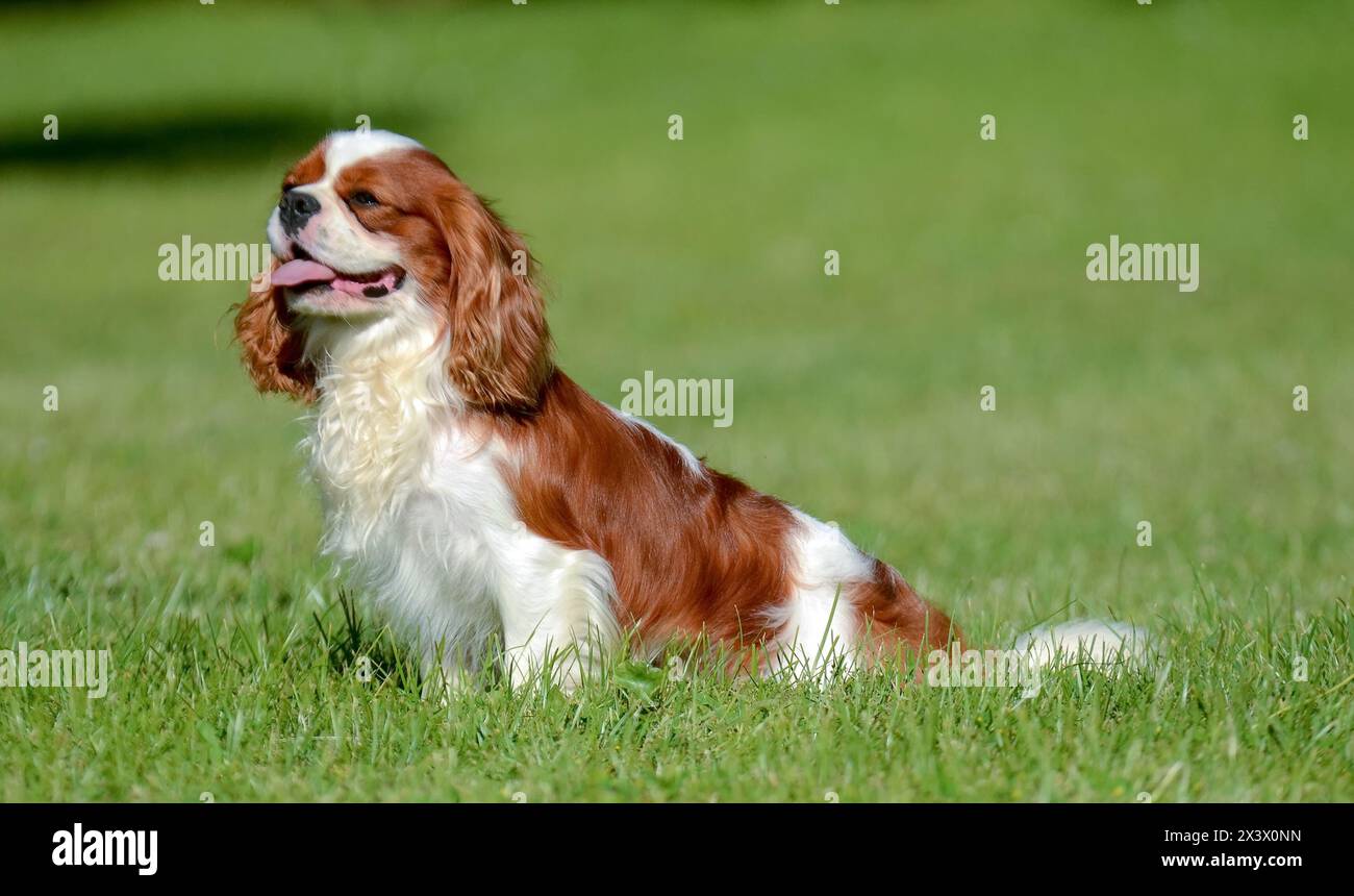 Portrait of a Cavalier King Charles dog in outdoors Stock Photo - Alamy