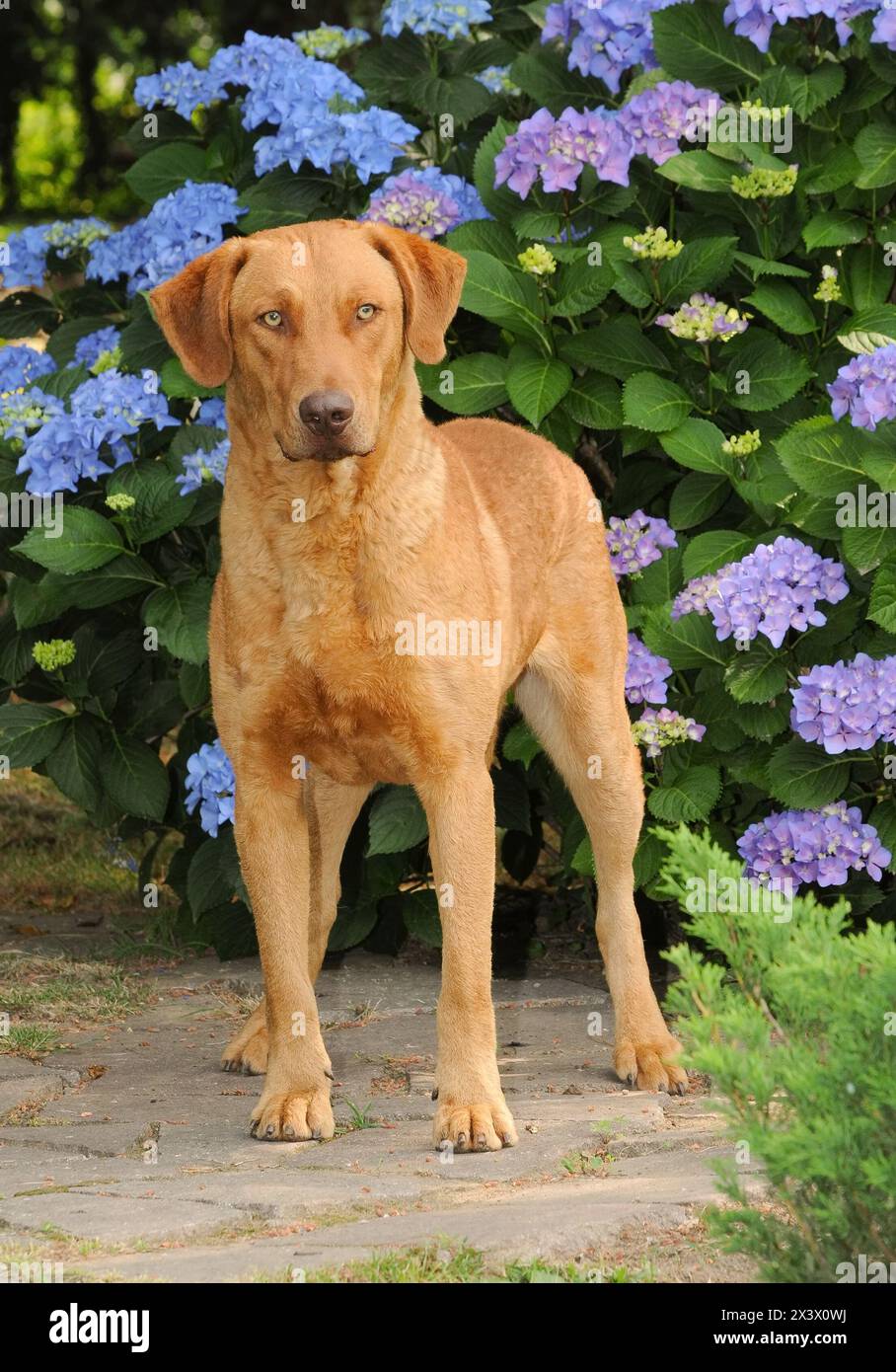 Portrait of typical Chesapeake Bay Retriever dog in the garden with ...