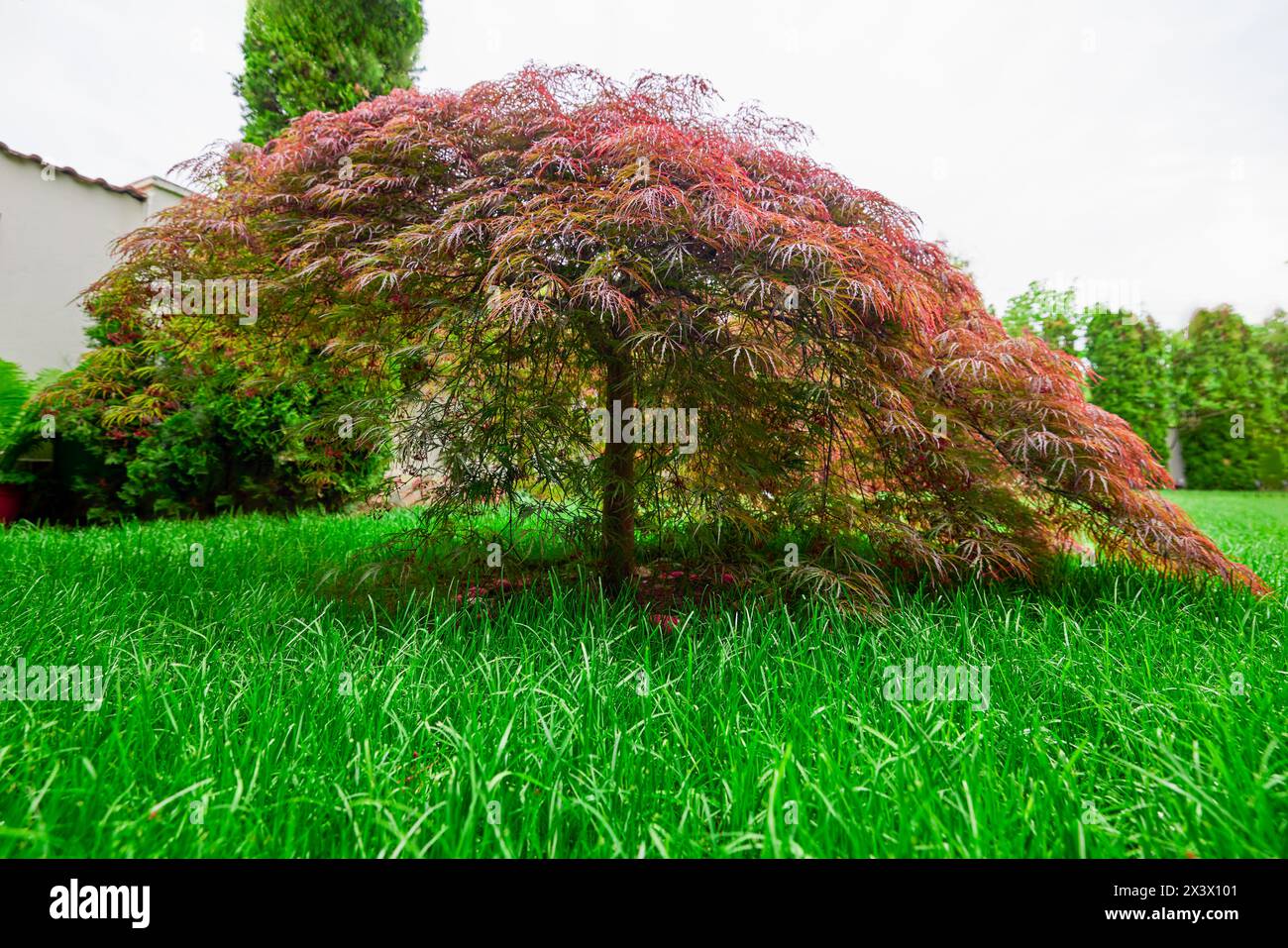 Red foliage of the weeping Laceleaf Japanese Maple tree (Acer palmatum ...