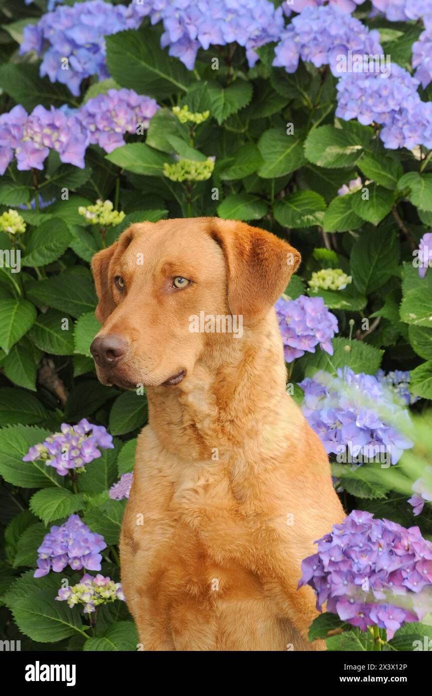 Portrait of typical Chesapeake Bay Retriever dog in the garden with ...
