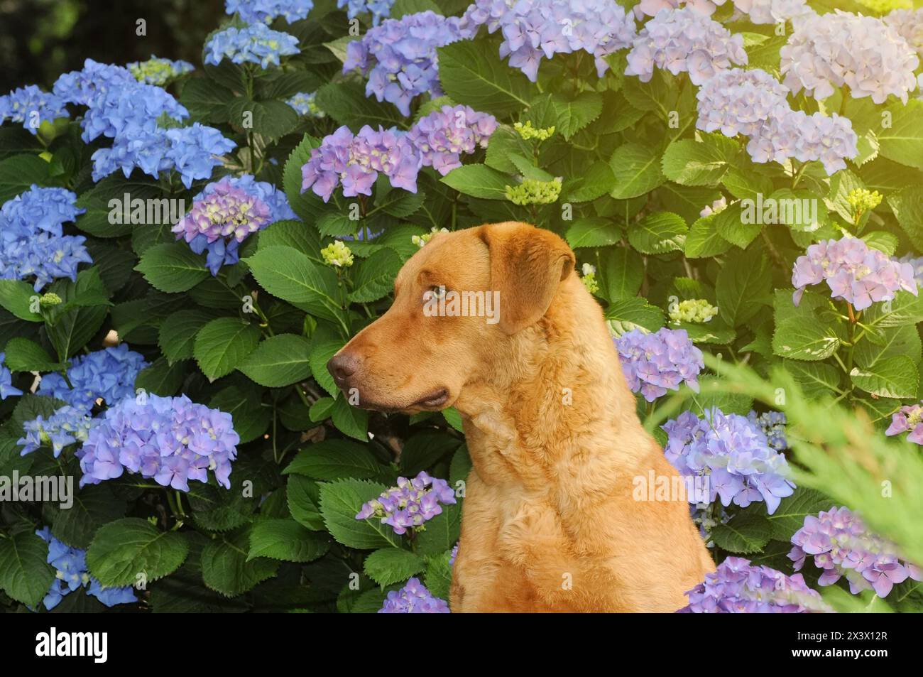 Portrait of typical Chesapeake Bay Retriever dog in the garden with ...