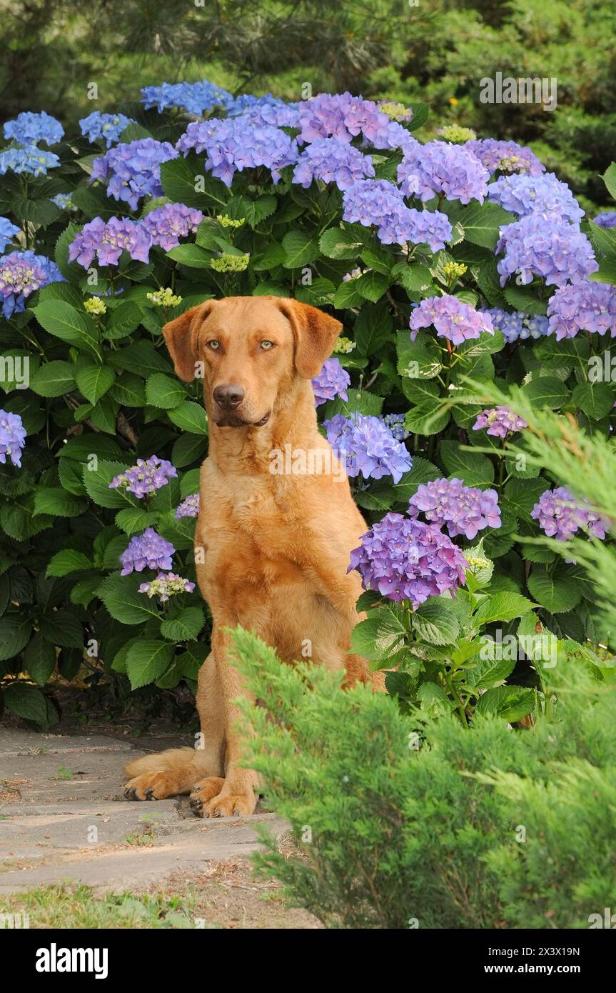 Portrait of typical Chesapeake Bay Retriever dog in the garden with ...