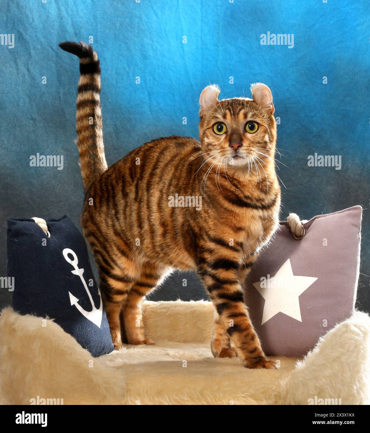 Tigrett hi-res stock photography and images - Alamy