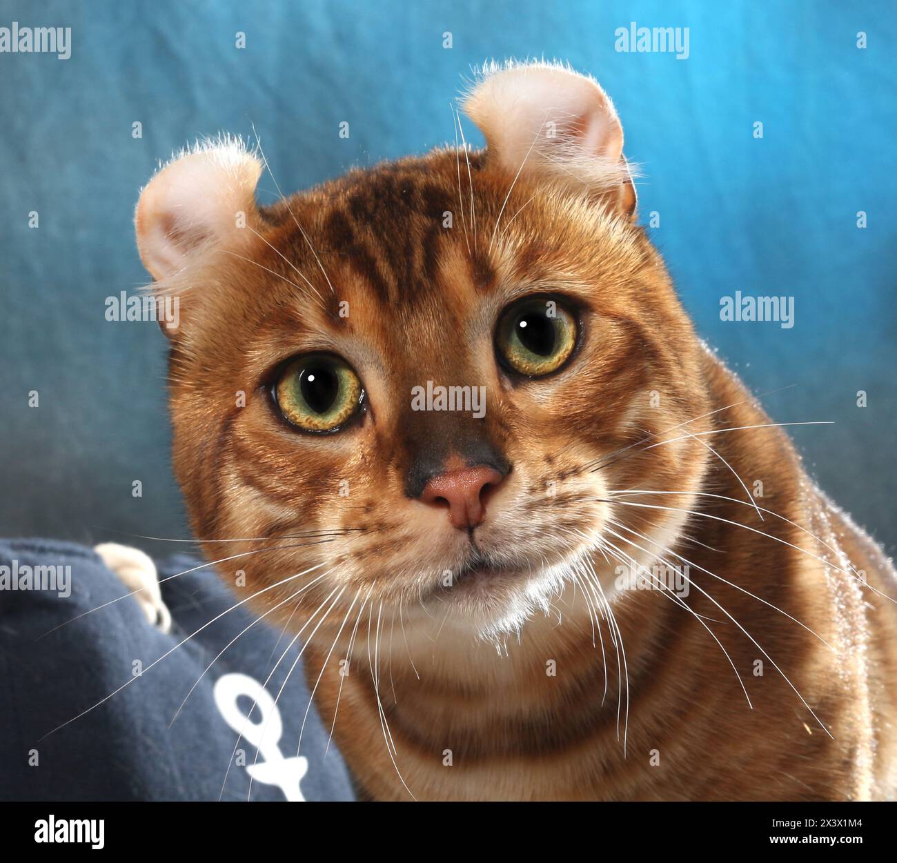 Tigrett hi-res stock photography and images - Alamy