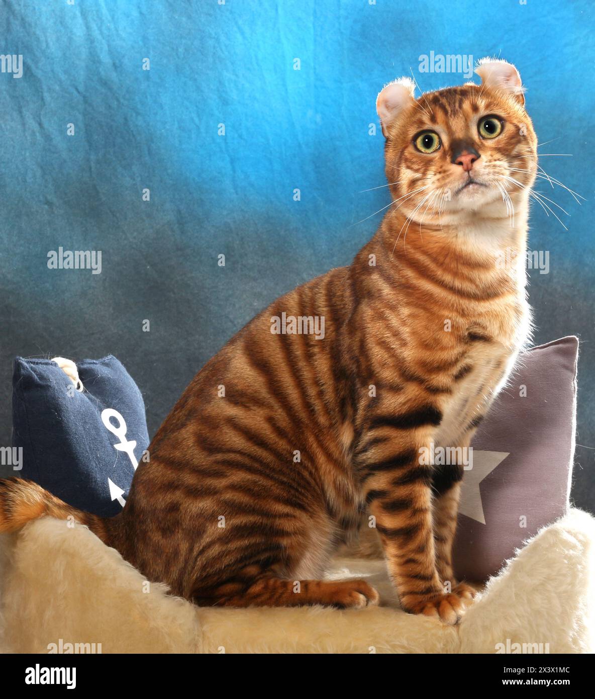 Tigrett hi-res stock photography and images - Alamy