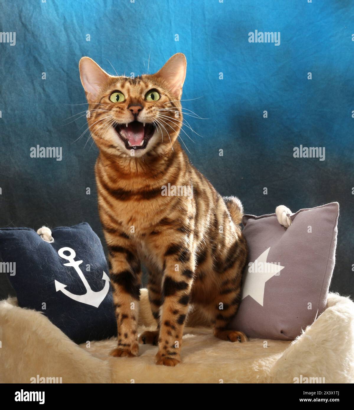 Bengal Cat. Adult cat standing on a pet bed, meowing Stock Photo - Alamy