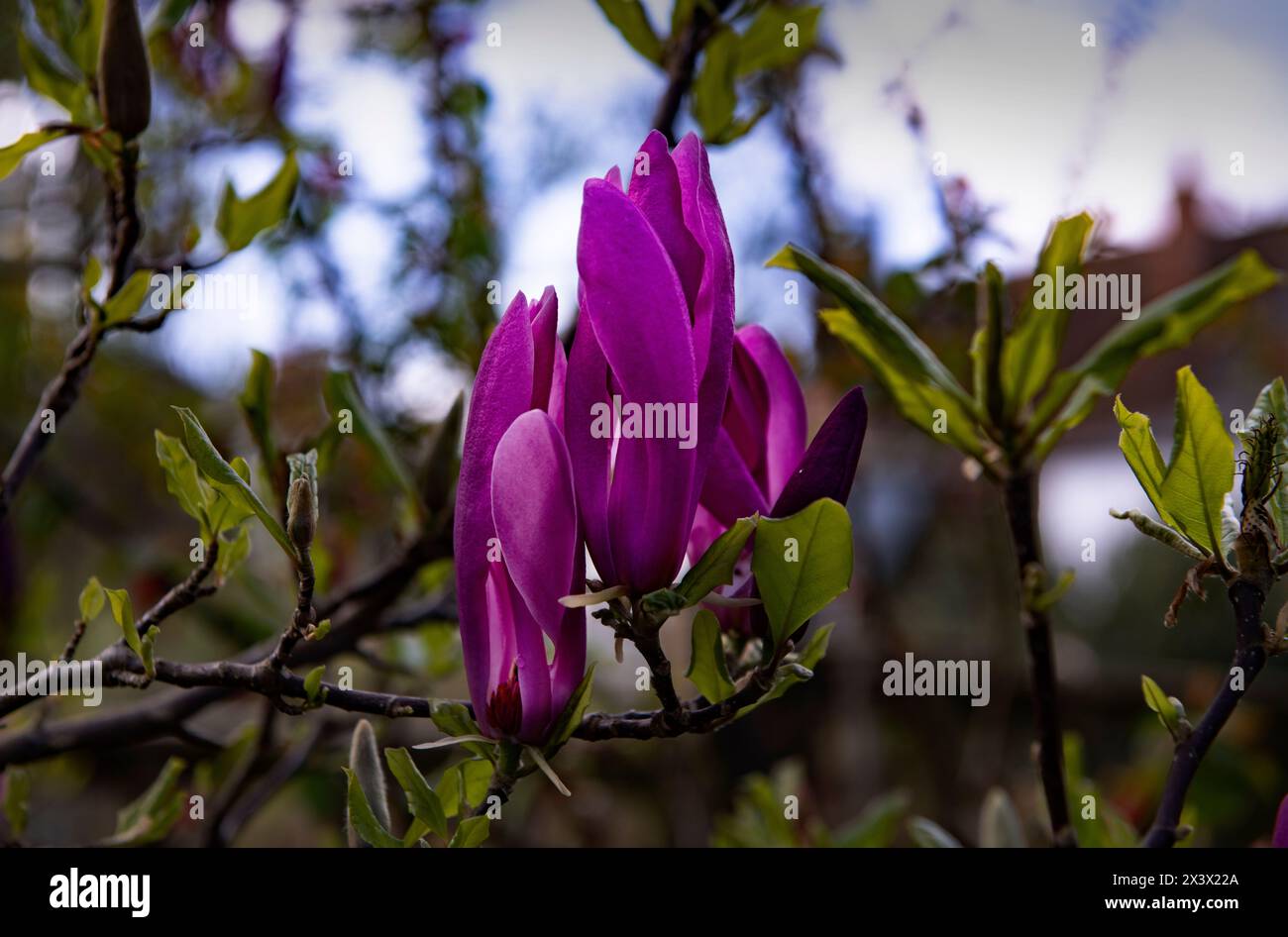 Spring Garden Flowers Thaxted Essex UK March April 2024 Magnolia Stock ...