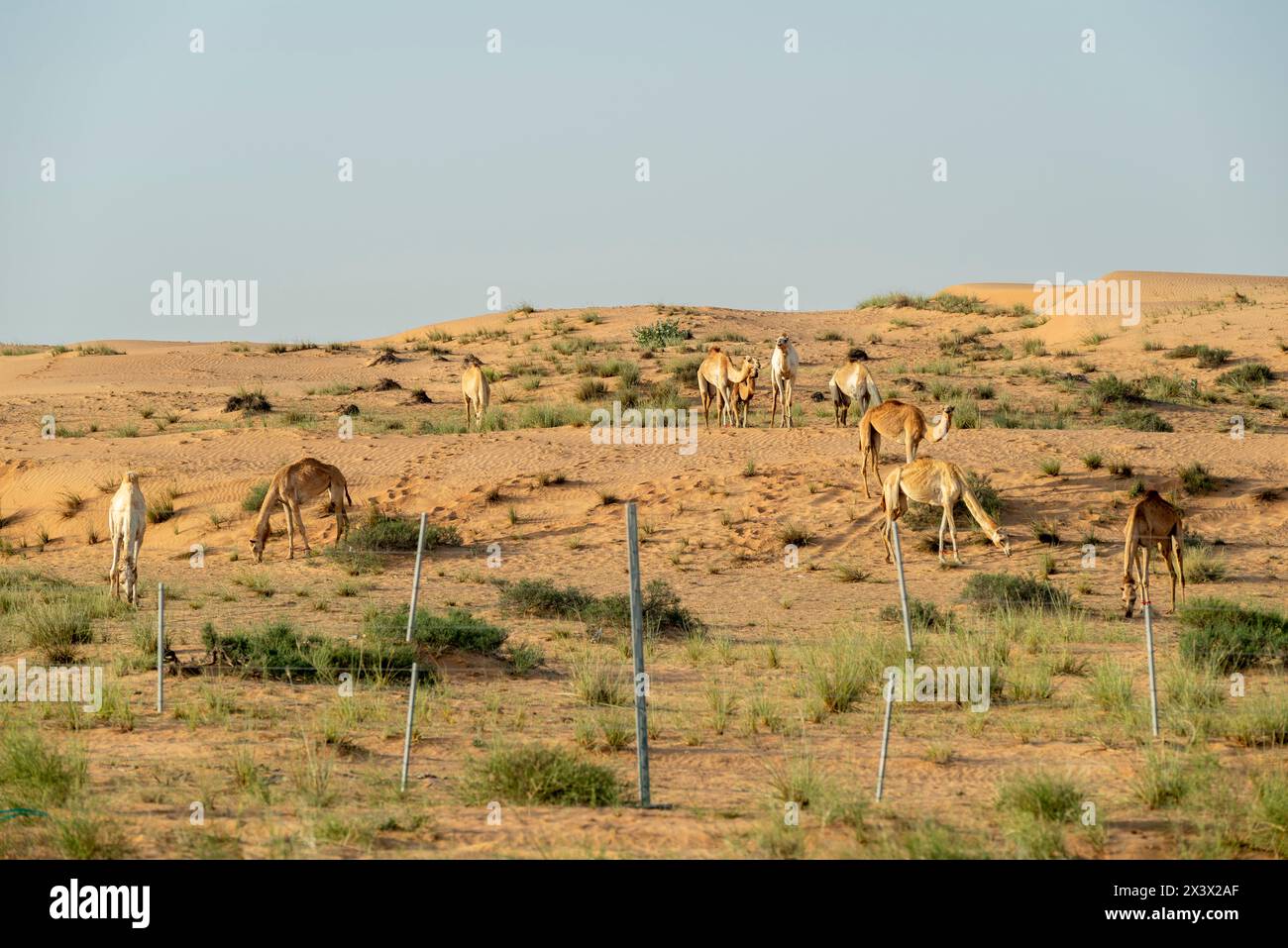 Herd camels grazing in hi-res stock photography and images - Alamy