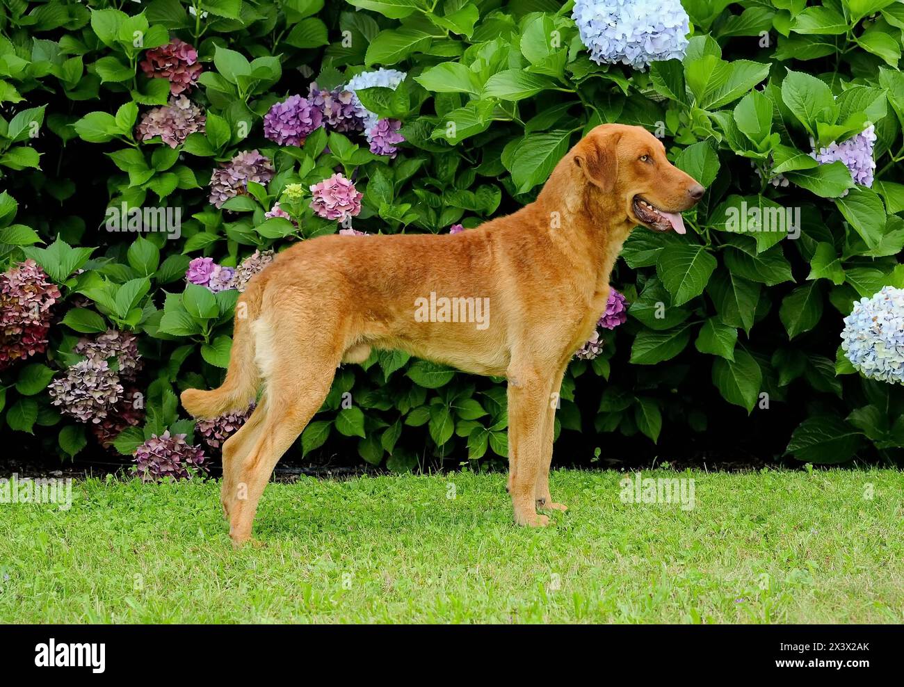 Portrait of typical Chesapeake Bay Retriever dog in outdoors Stock ...