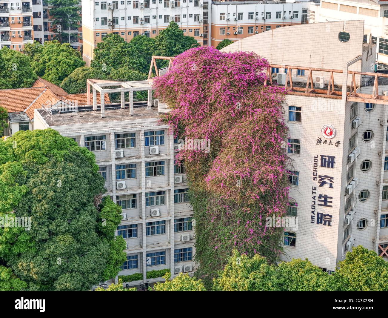 NANNING, CHINA - APRIL 28, 2024 - A giant triangle Plum Blossom Wall ...
