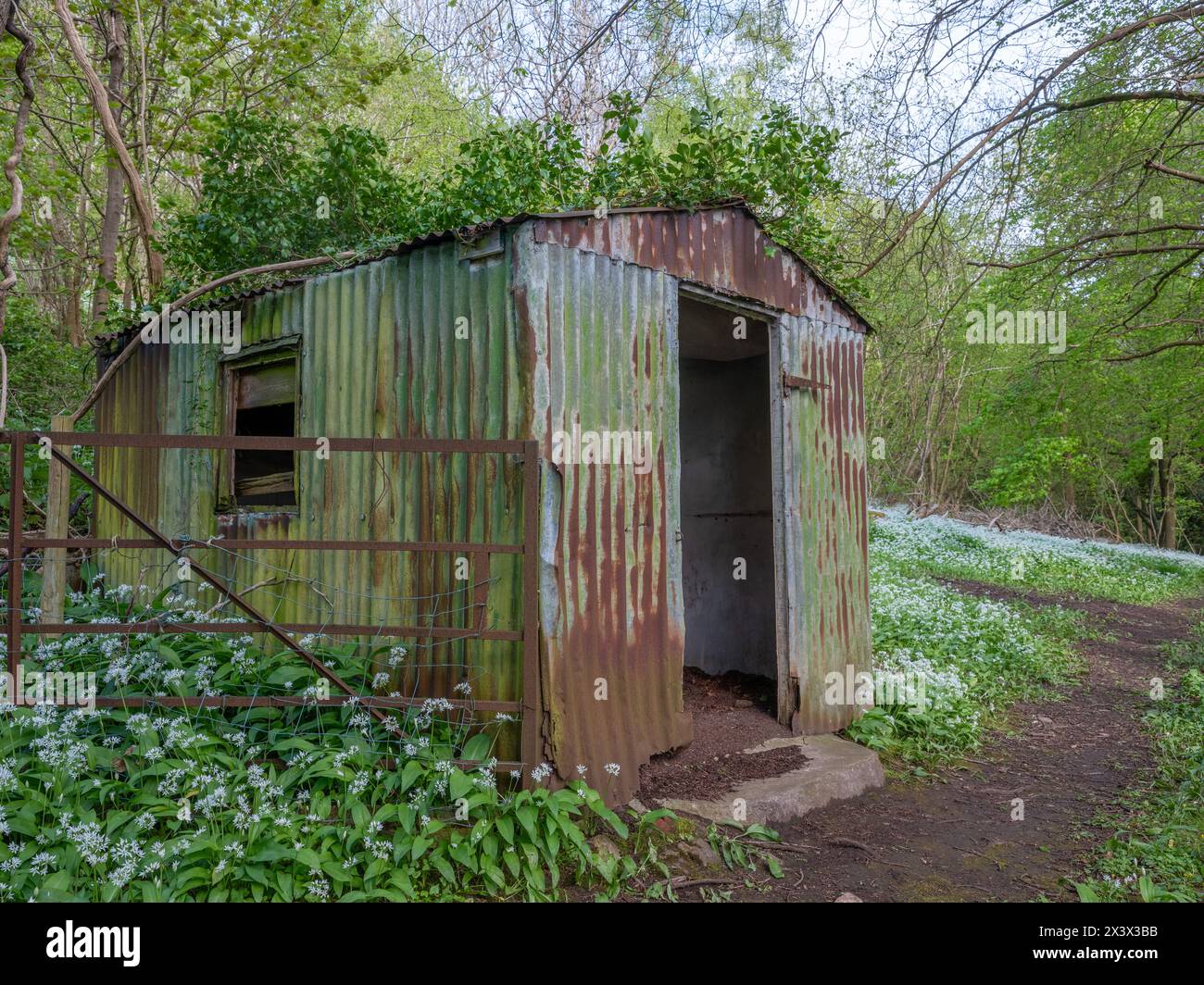 April 2024 - An old run down metal shed or shepherds hut in the woods ...