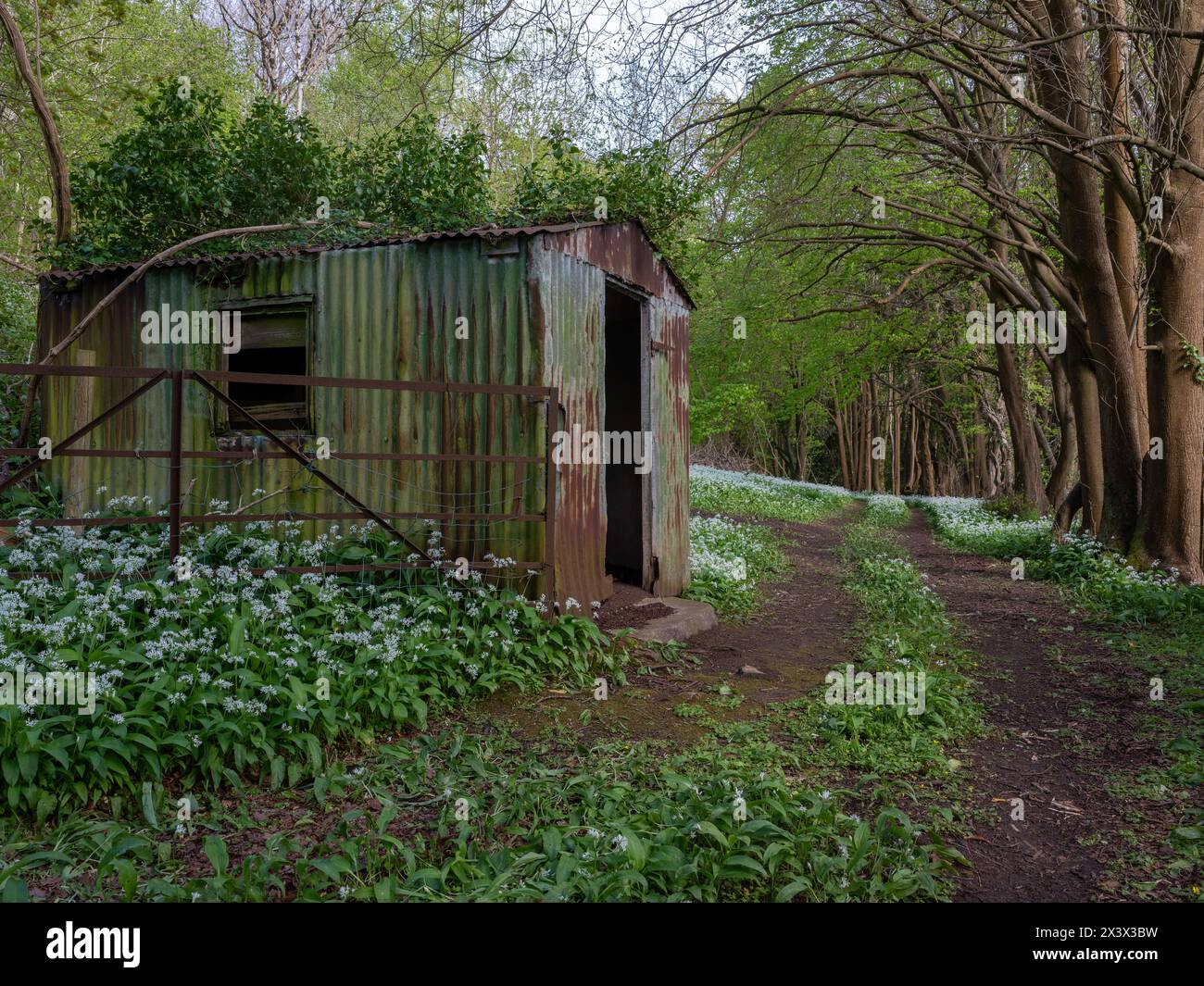 April 2024 - An old run down metal shed or shepherds hut in the woods ...