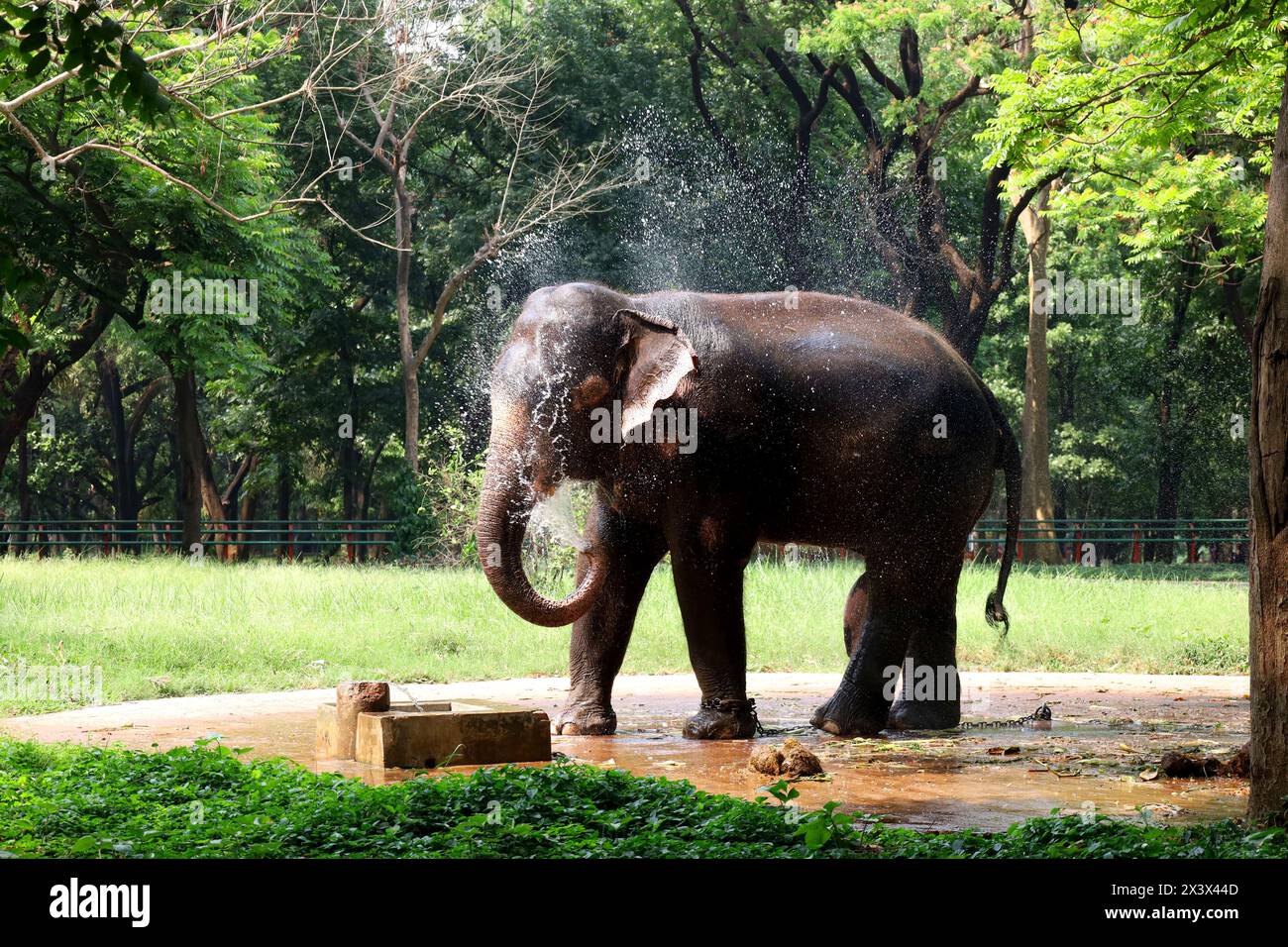 Dhaka, Dhaka, Bangladesh. 29th Apr, 2024. An elephant in the Dhaka ...