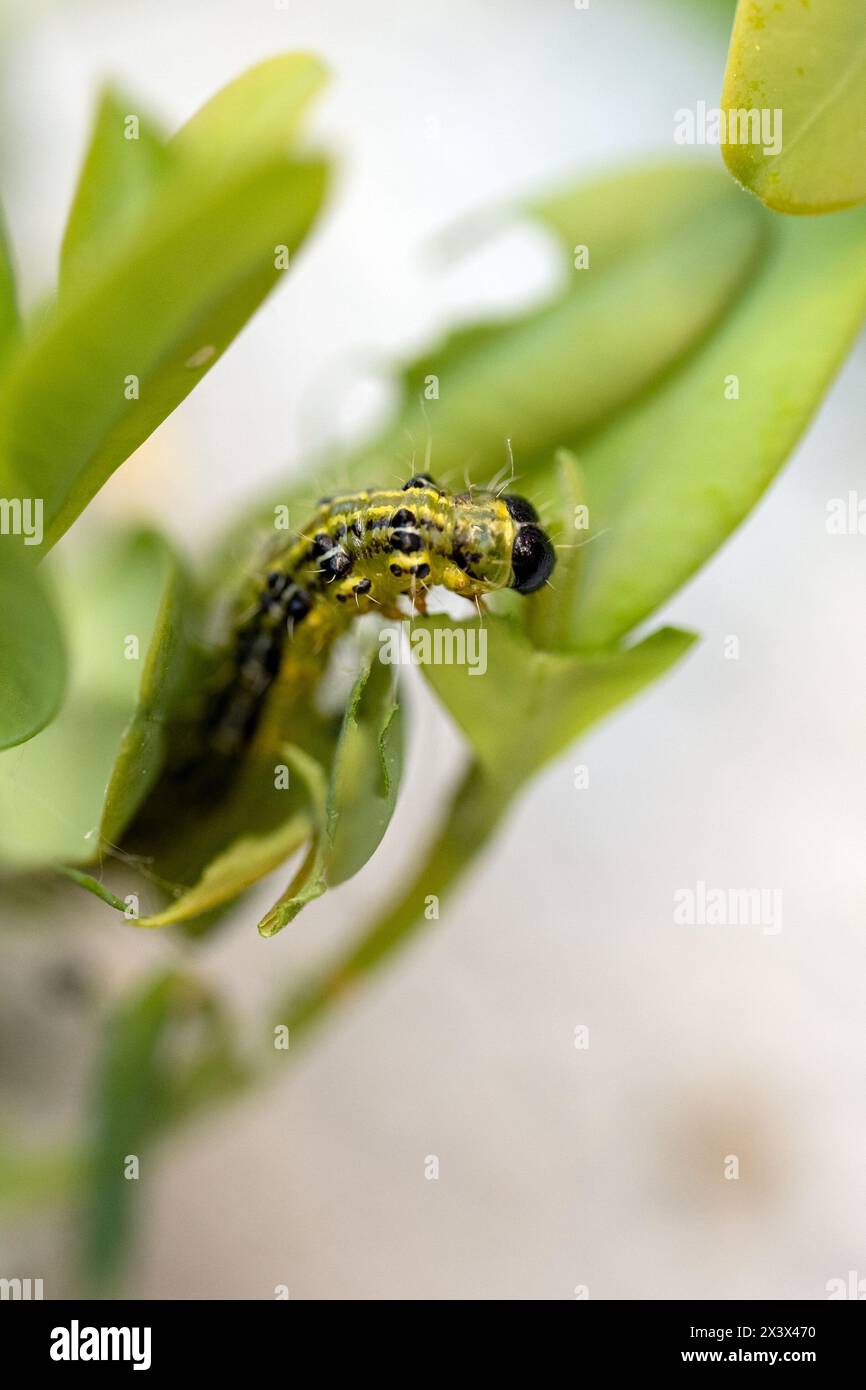Box tree moth damage hi-res stock photography and images - Alamy