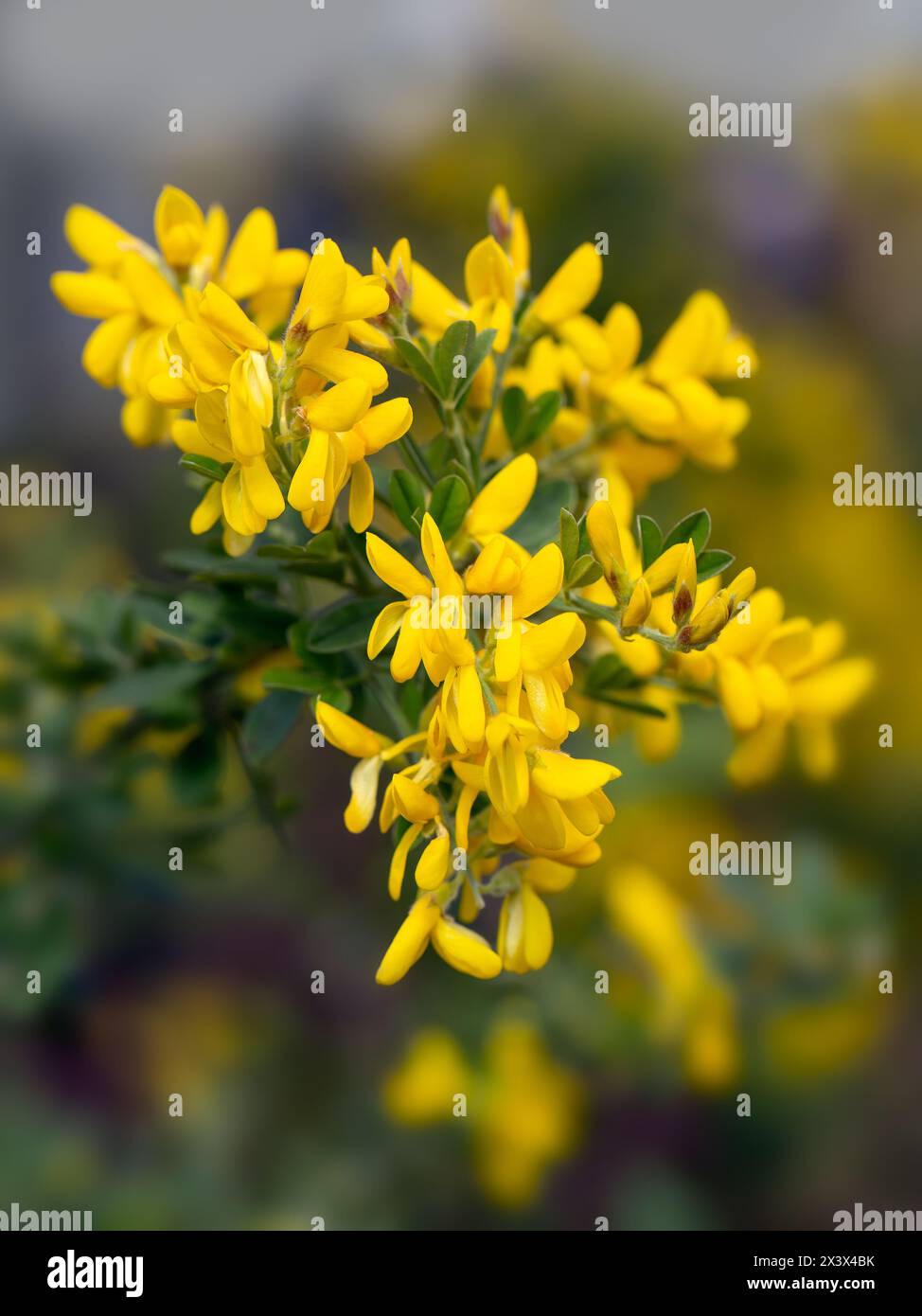 Closeup of flowers of Genista 'Porlock' in a garden in Spring Stock ...