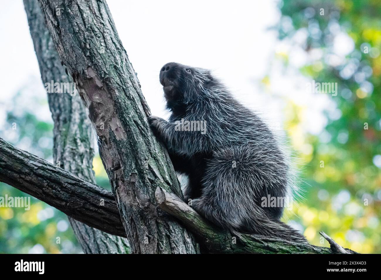 Erethizontidae, north american porcupine, climbing over trees and ...