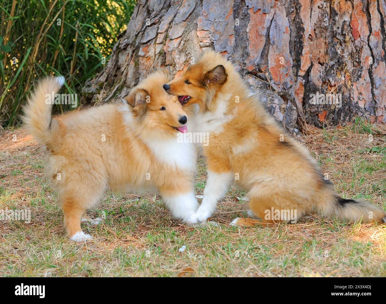 Two dogs playing background hi-res stock photography and images - Alamy