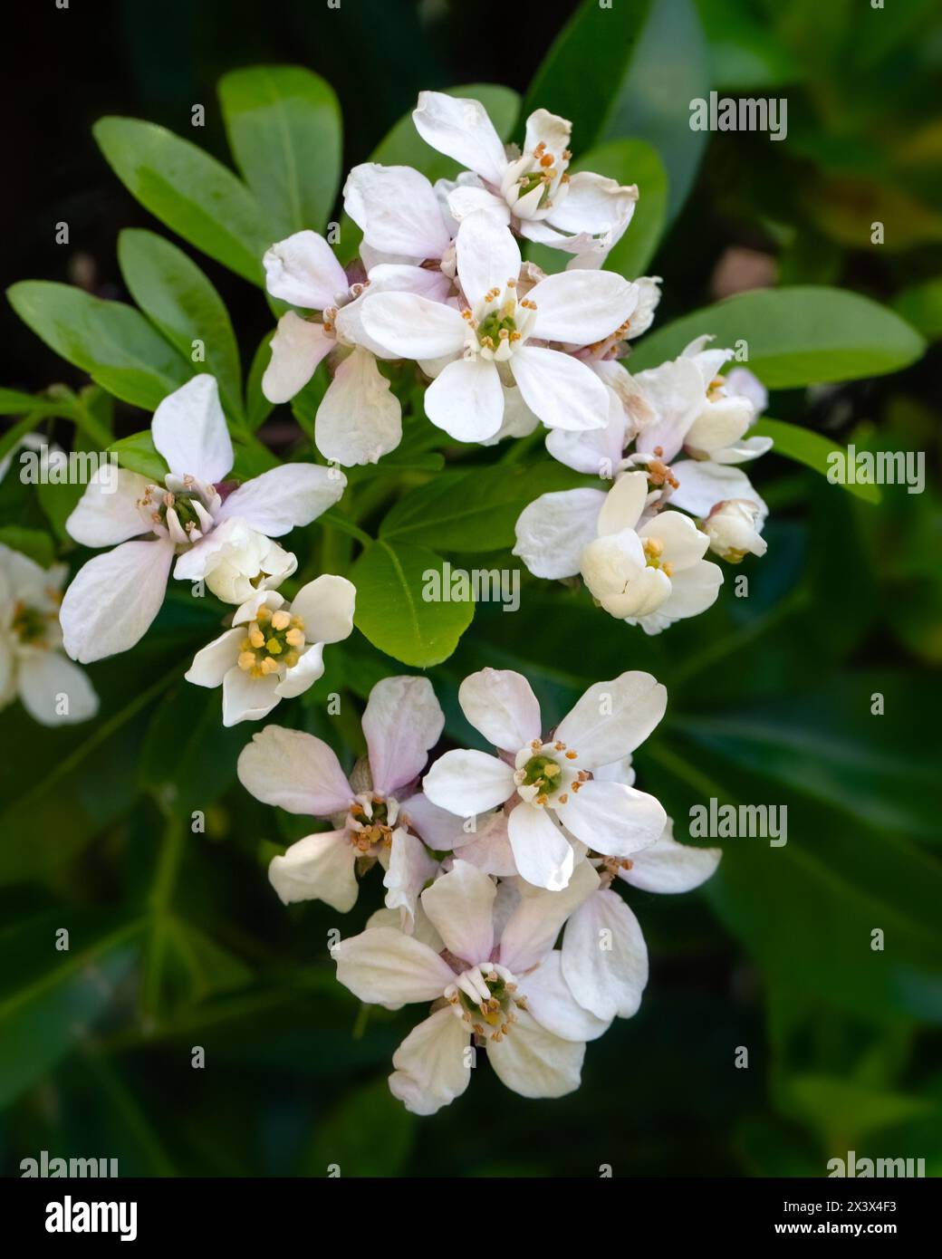 Mexican orange blossom choisya hi-res stock photography and images - Alamy