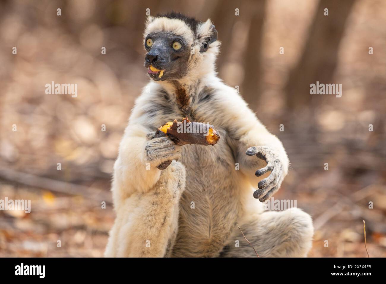 Verreaux's sifaka in Kimony hotel park. White sifaka with dark head on ...