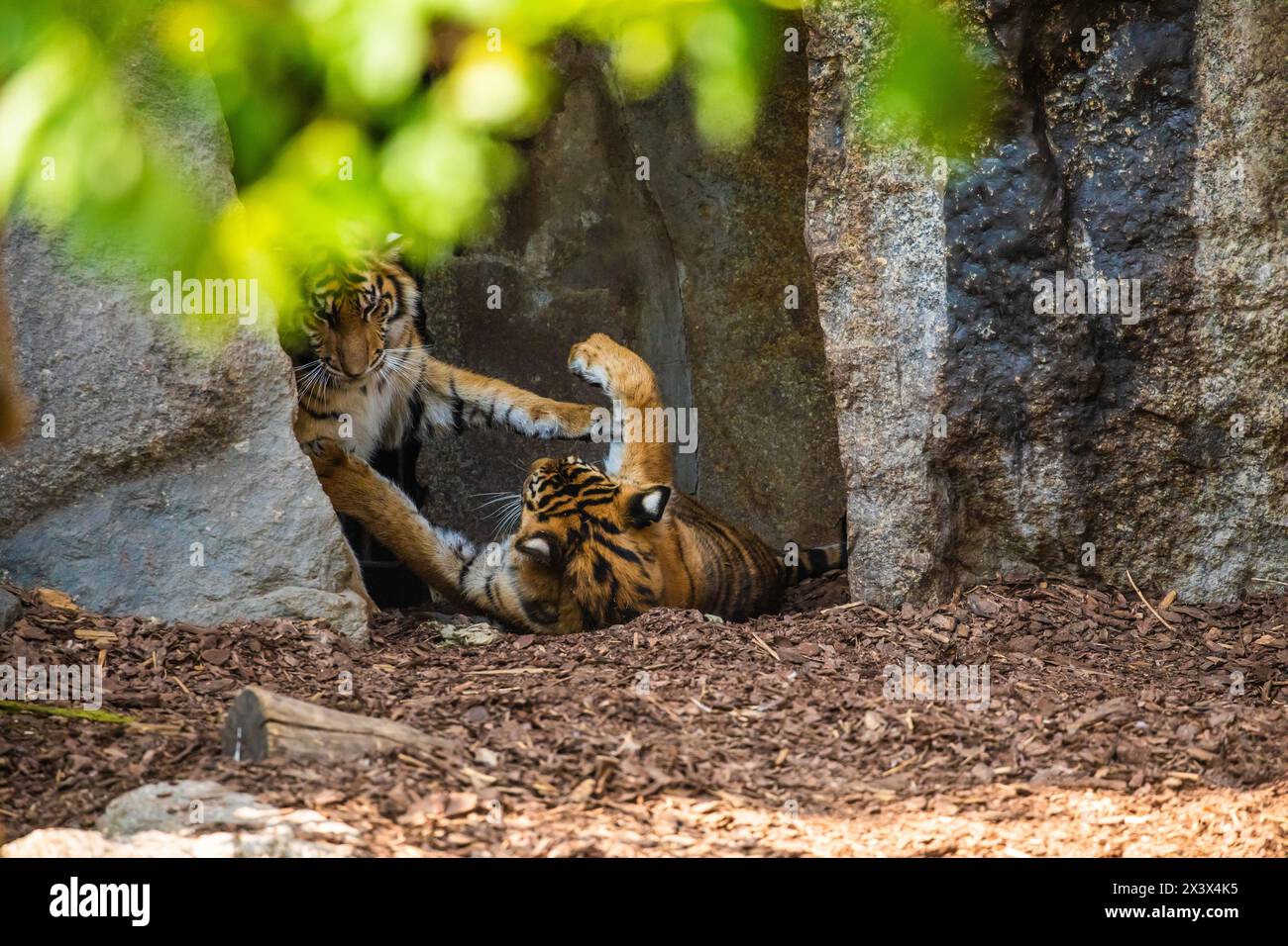 young cheerful tiger cubs frolic and play near the pond. bright sunny ...