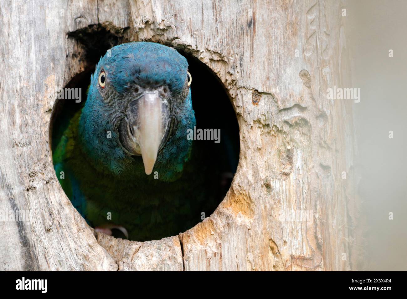 Conure in tree hi-res stock photography and images - Alamy