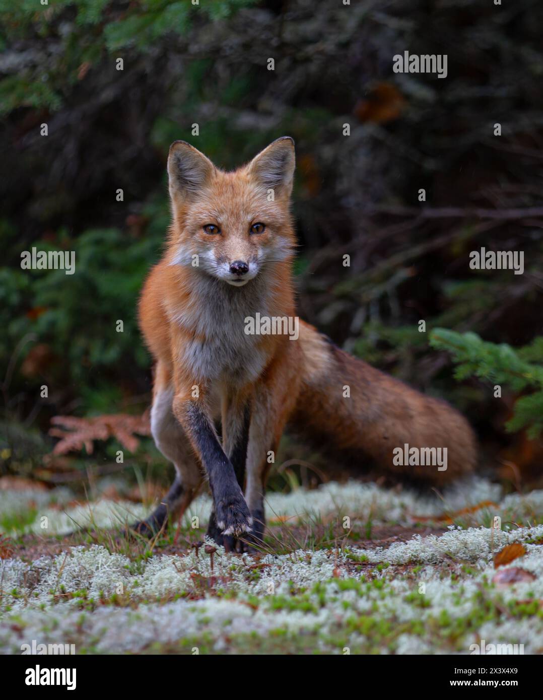 Red fox in autumn in Algonquin Park, Canada Stock Photo - Alamy