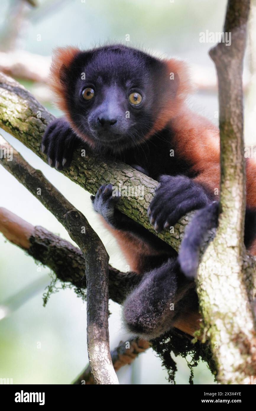 Red vari hi-res stock photography and images - Alamy