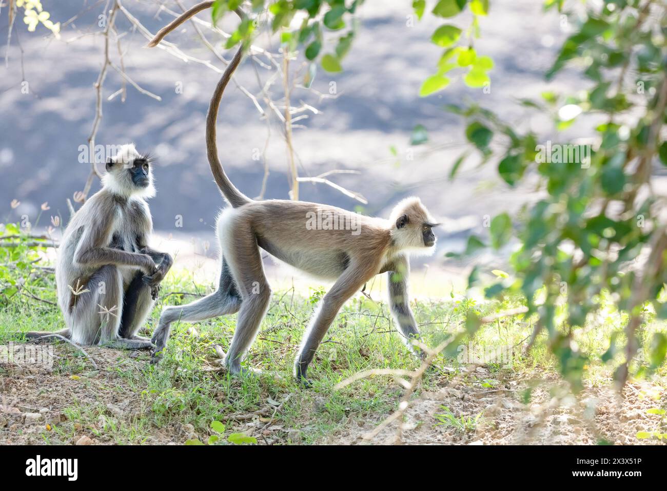 Small group of black faced grey langur monkeys in Yala National Park ...