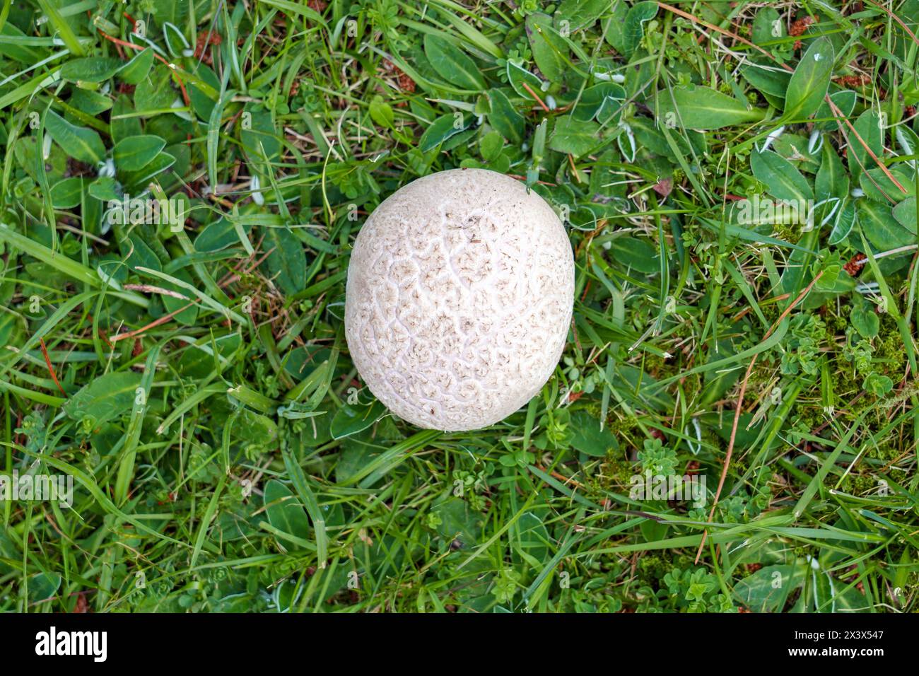 Poisonous Common Earthball mushroom in spring green grass. Top view ...