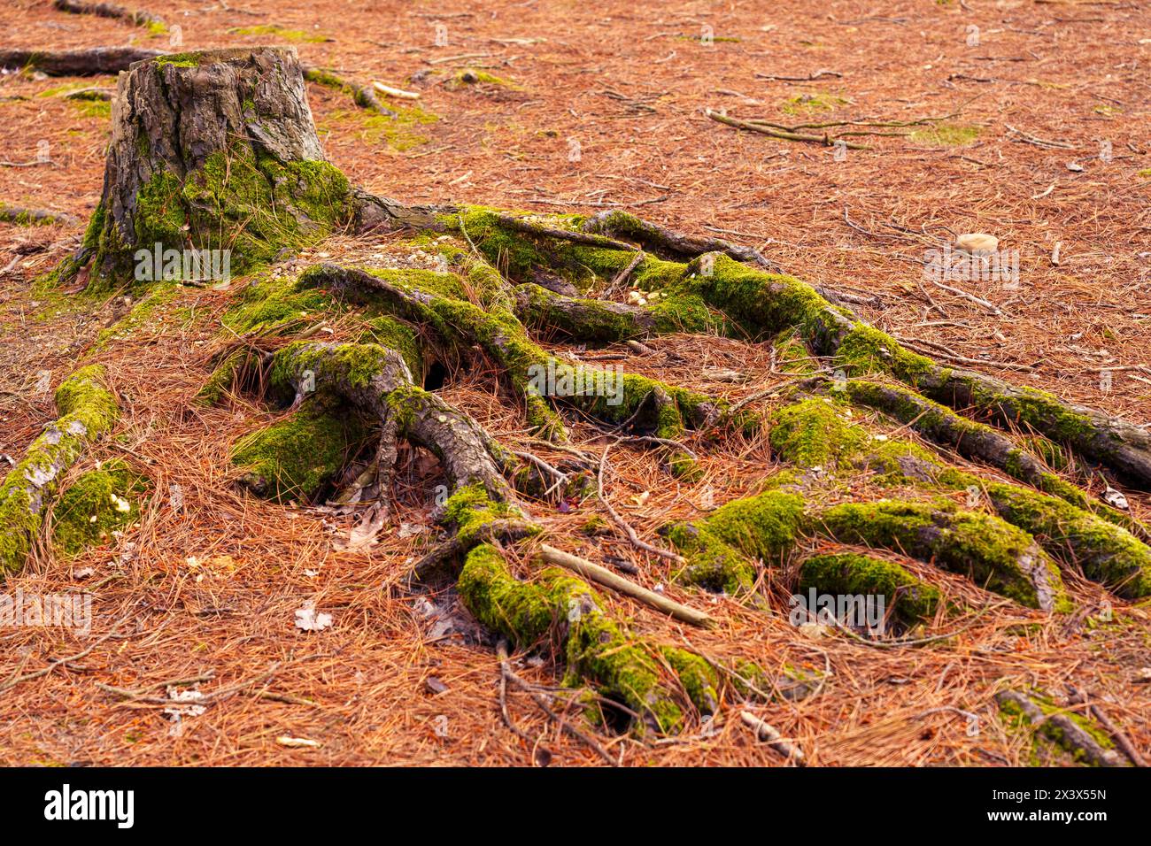 Concepts deforestation destruction environment hi-res stock photography ...