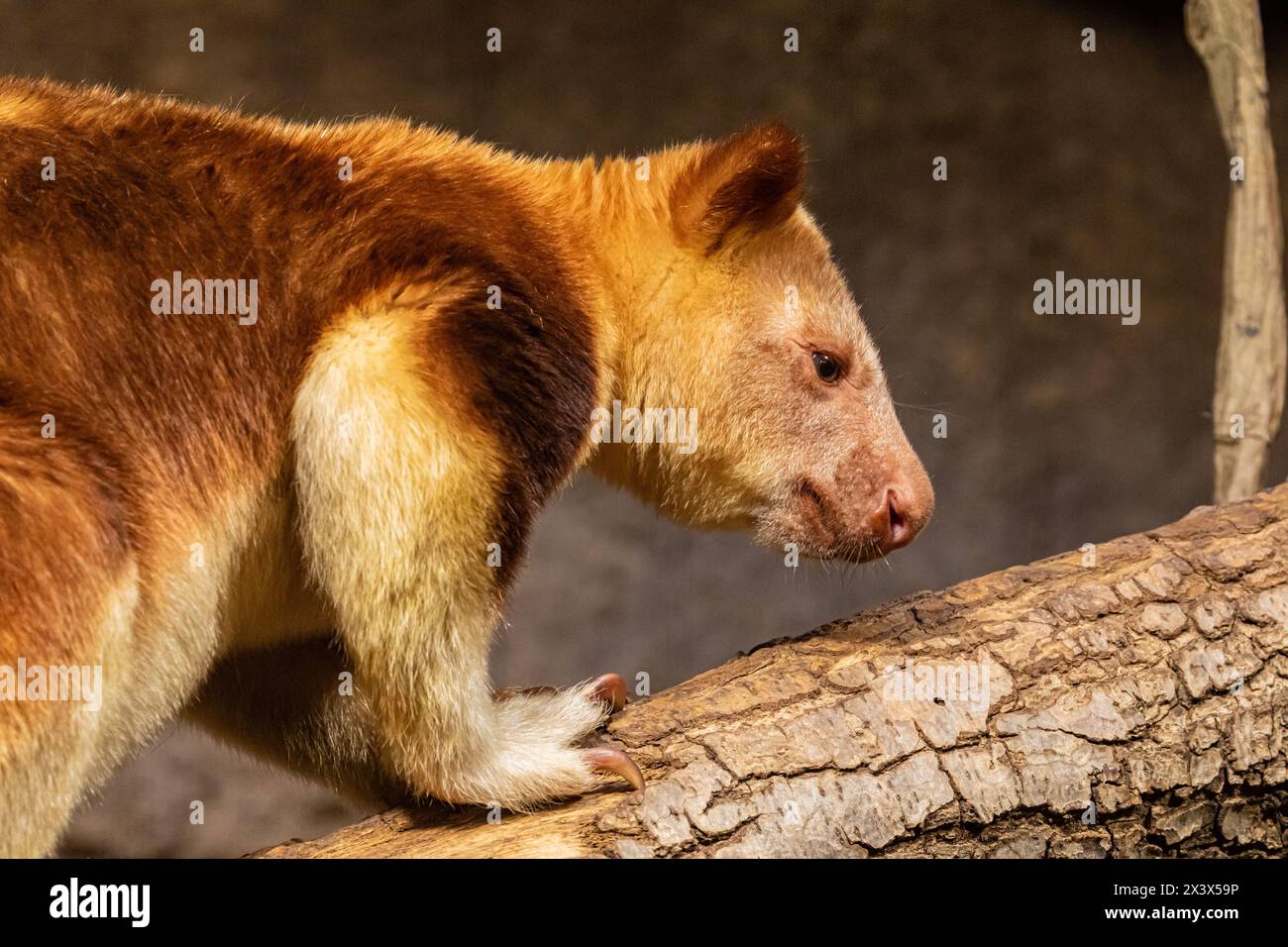 Goodfellow's Tree Kangaroo, dendrolagus goodfellowi buergersi, portrait ...