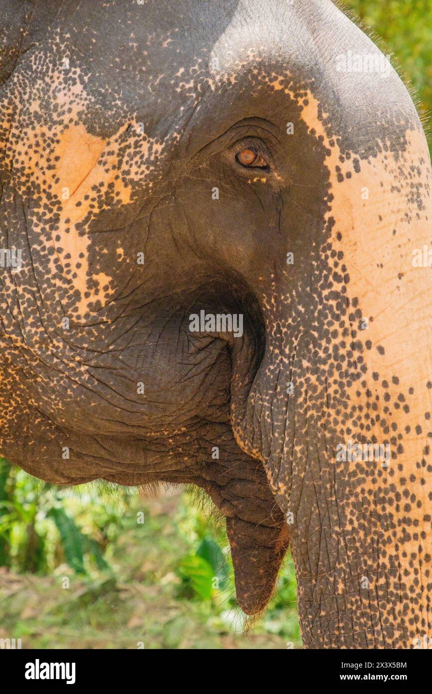 Elephant skin texture abstract background, Asian elephants skin texture ...