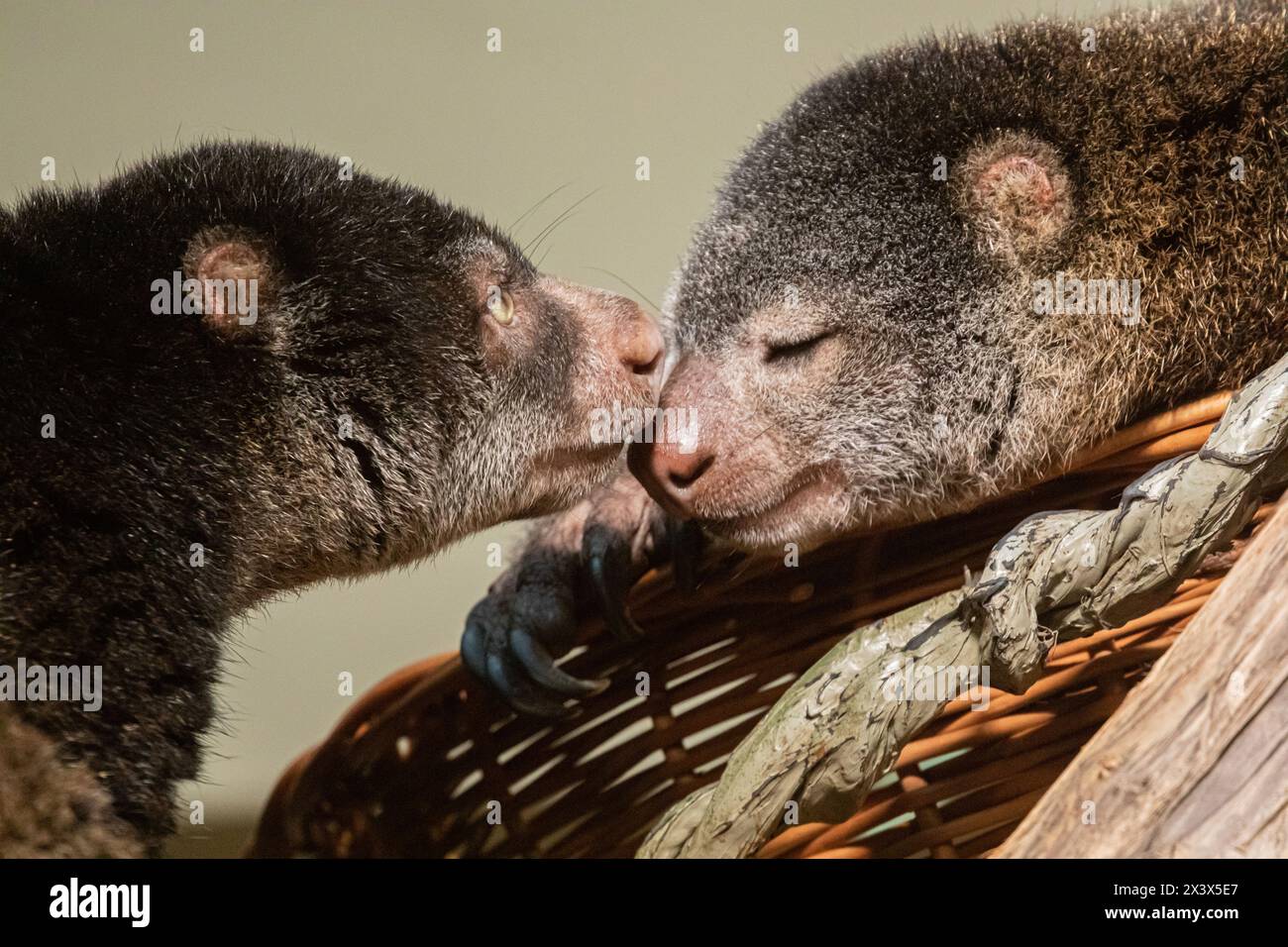 cute wild bear cuscus aulirops ursinus arboreal against blure ...