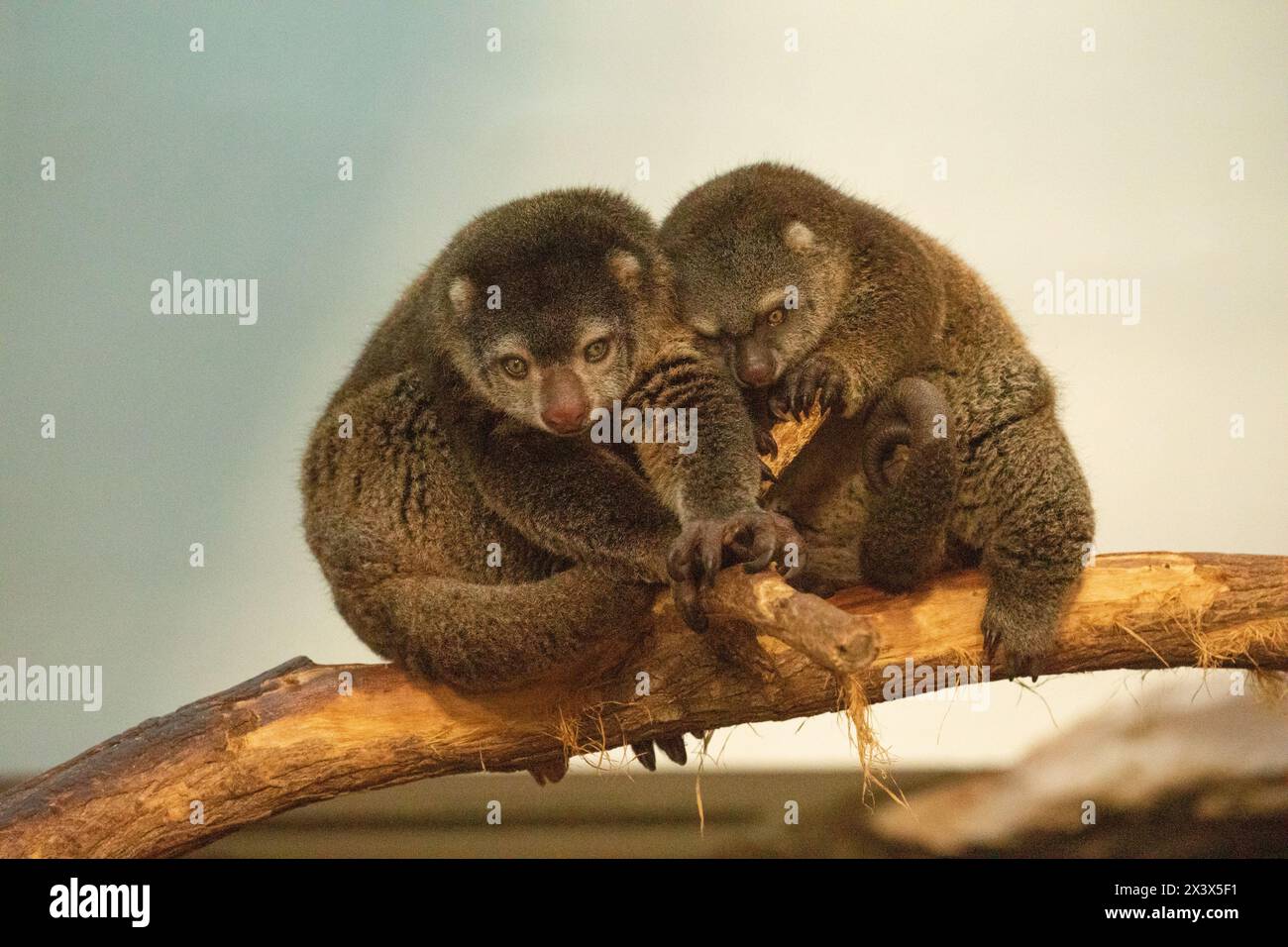 cute wild bear cuscus aulirops ursinus arboreal against blure ...