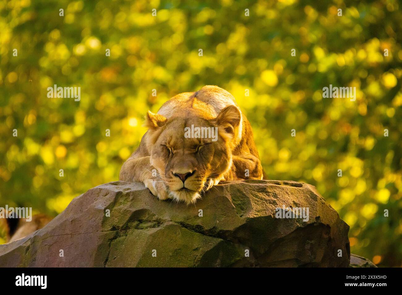 lioness in bright golden rays setting sun. Close-up. Love and ...