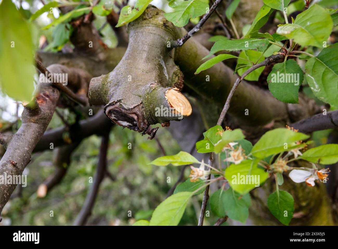 Cut off branches trees in hi-res stock photography and images - Alamy