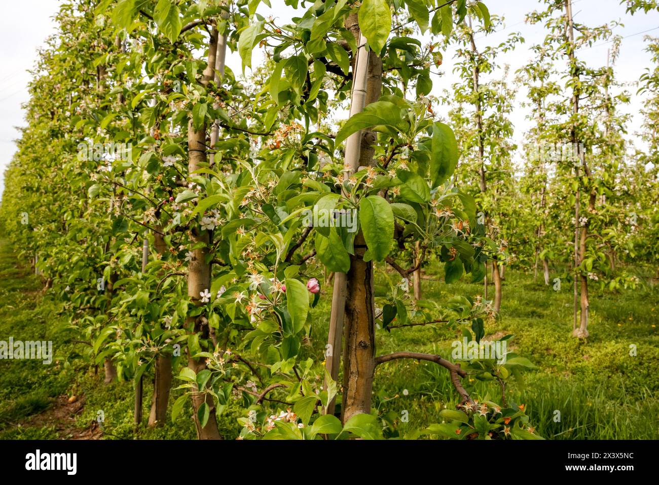 Sandomierz, Poland, April 29, 2024. A plantation of apple trees with ...
