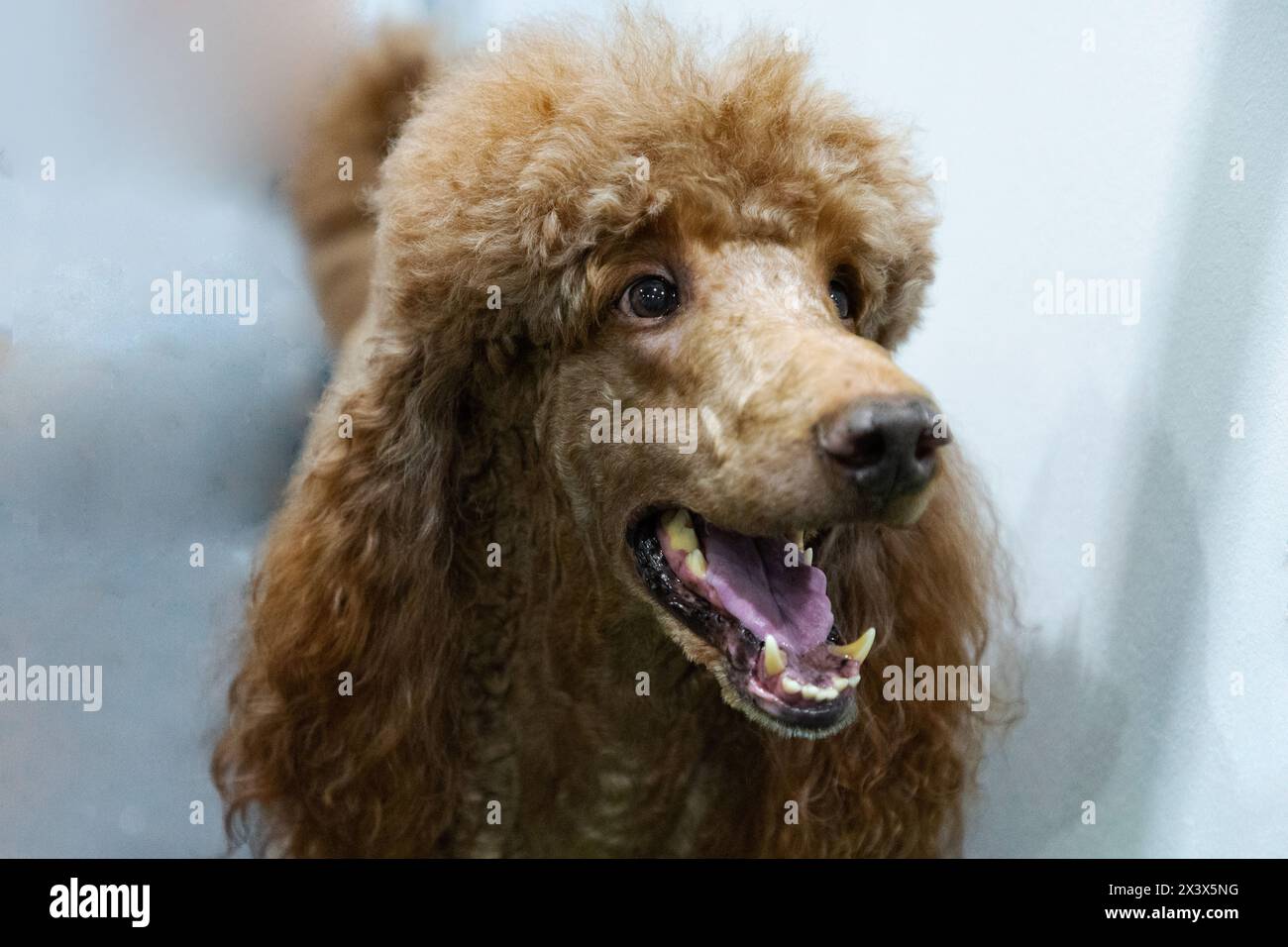 Big royal poodle hi-res stock photography and images - Alamy