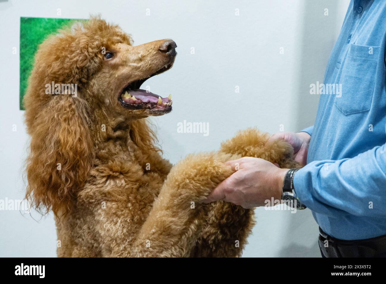 Red royal poodle big dog in contact with an unrecognizable person ...