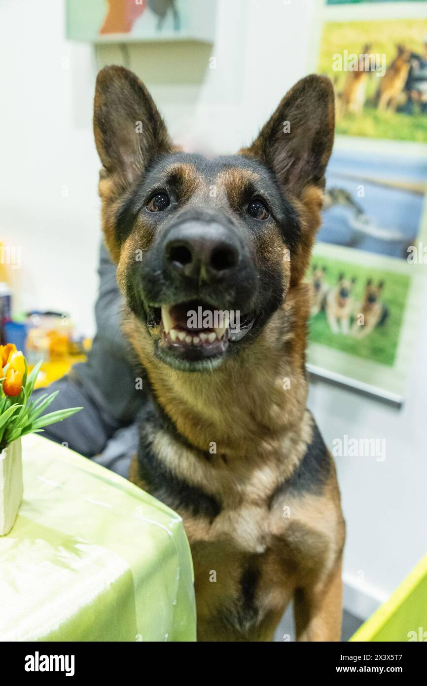 Brown and yellow German Shepherd Dog and human hand Close Up Portrait ...
