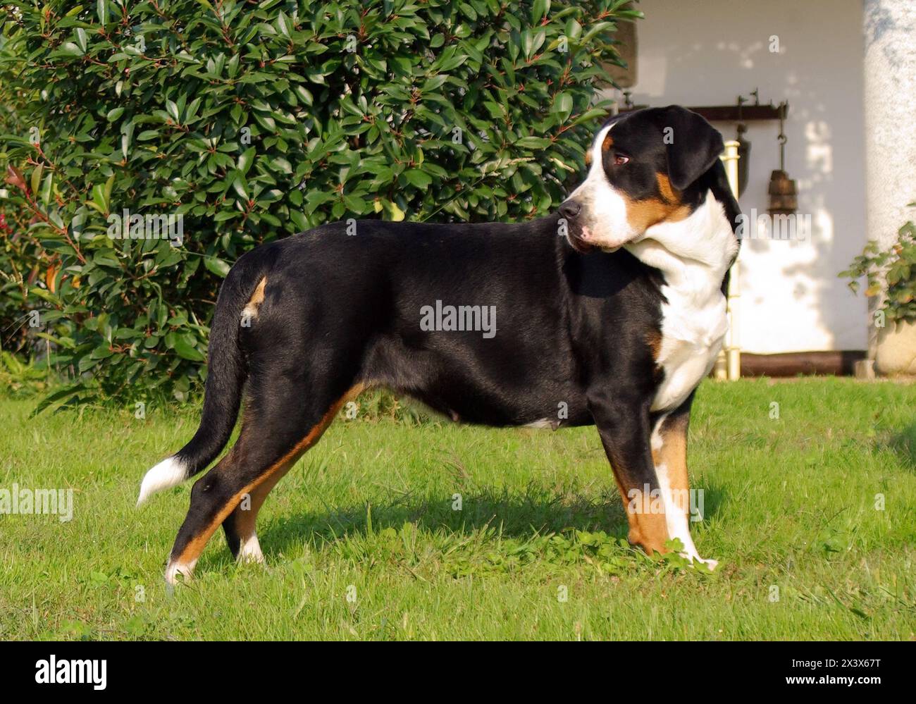 Bernese mountain dog closeup hi-res stock photography and images - Alamy